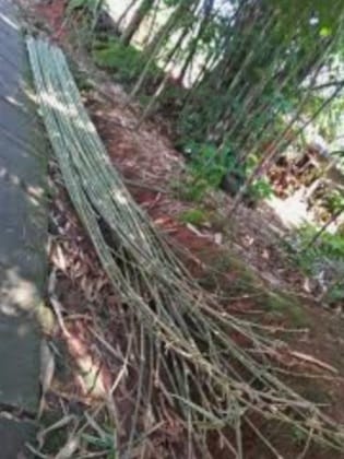 JUAL BAMBU UMBUL-UMBUL TLP 087863226632 TERMURAH DI SAPTOSARI ...